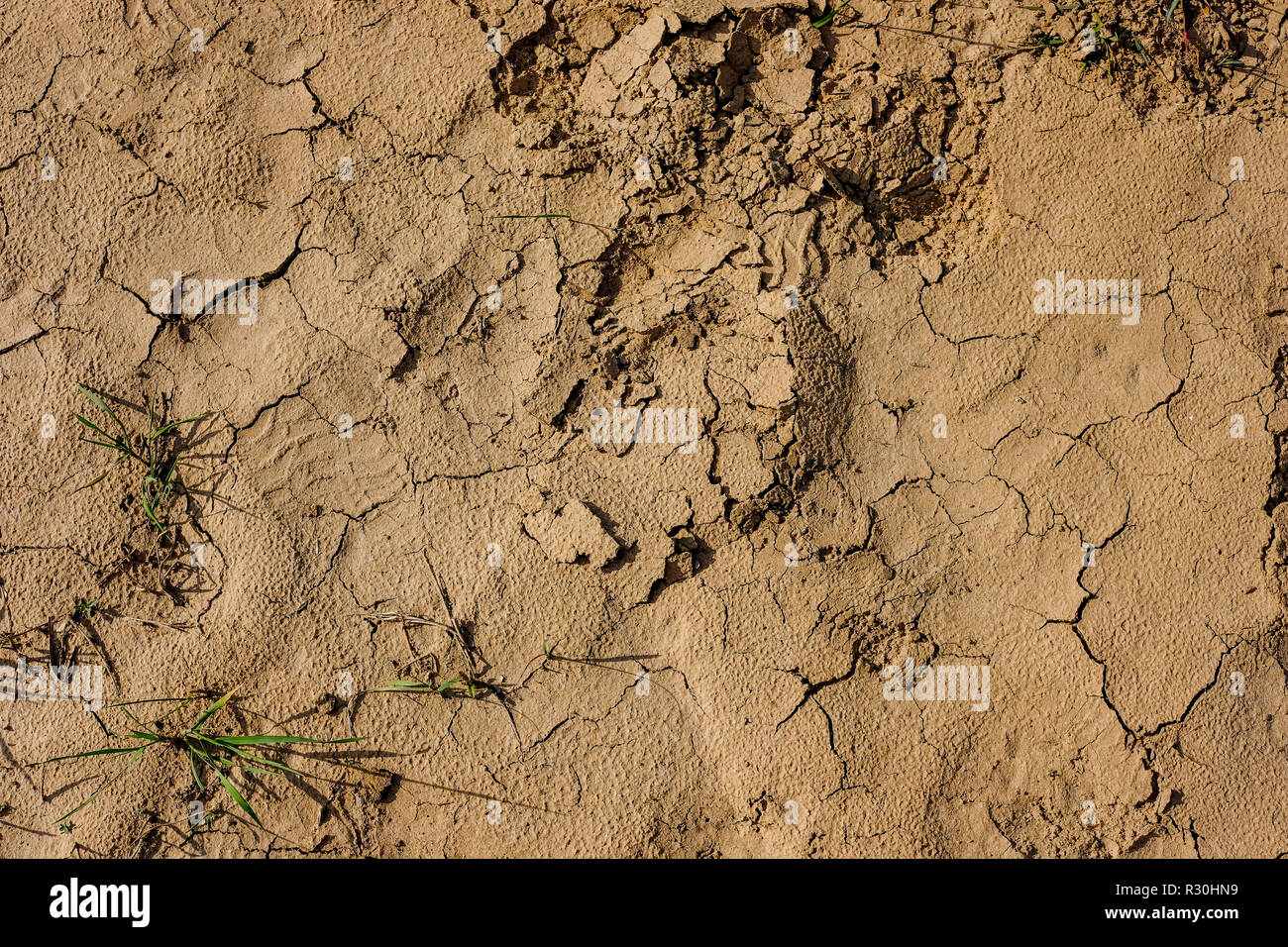 dry land texture with some green plants near water body Stock Photo - Alamy
