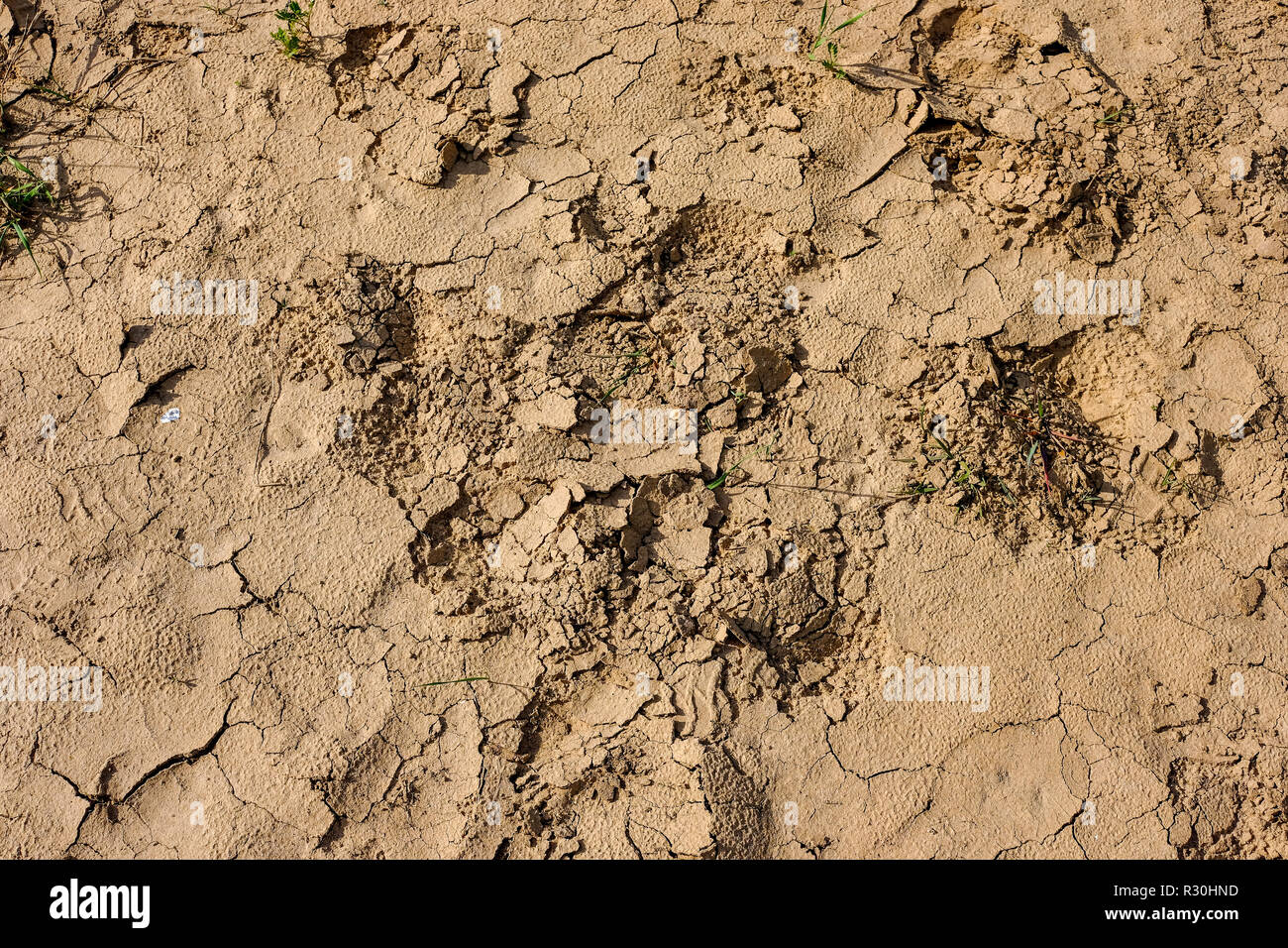 dry land texture with some green plants near water body Stock Photo - Alamy