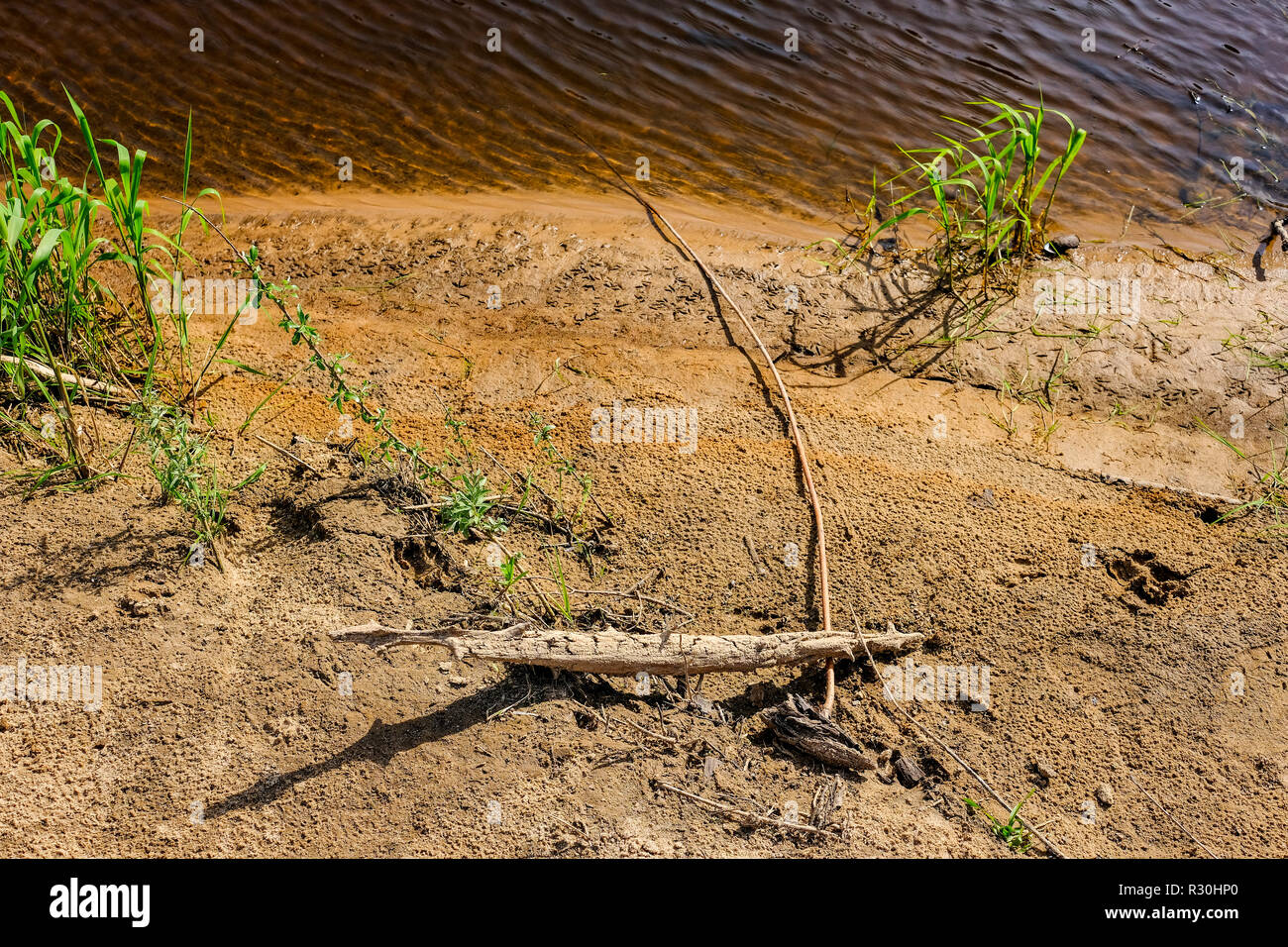 dry land texture with some green plants near water body Stock Photo - Alamy