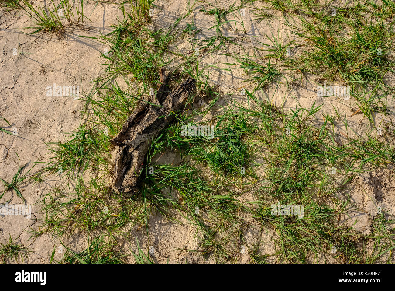 dry land texture with some green plants near water body Stock Photo - Alamy