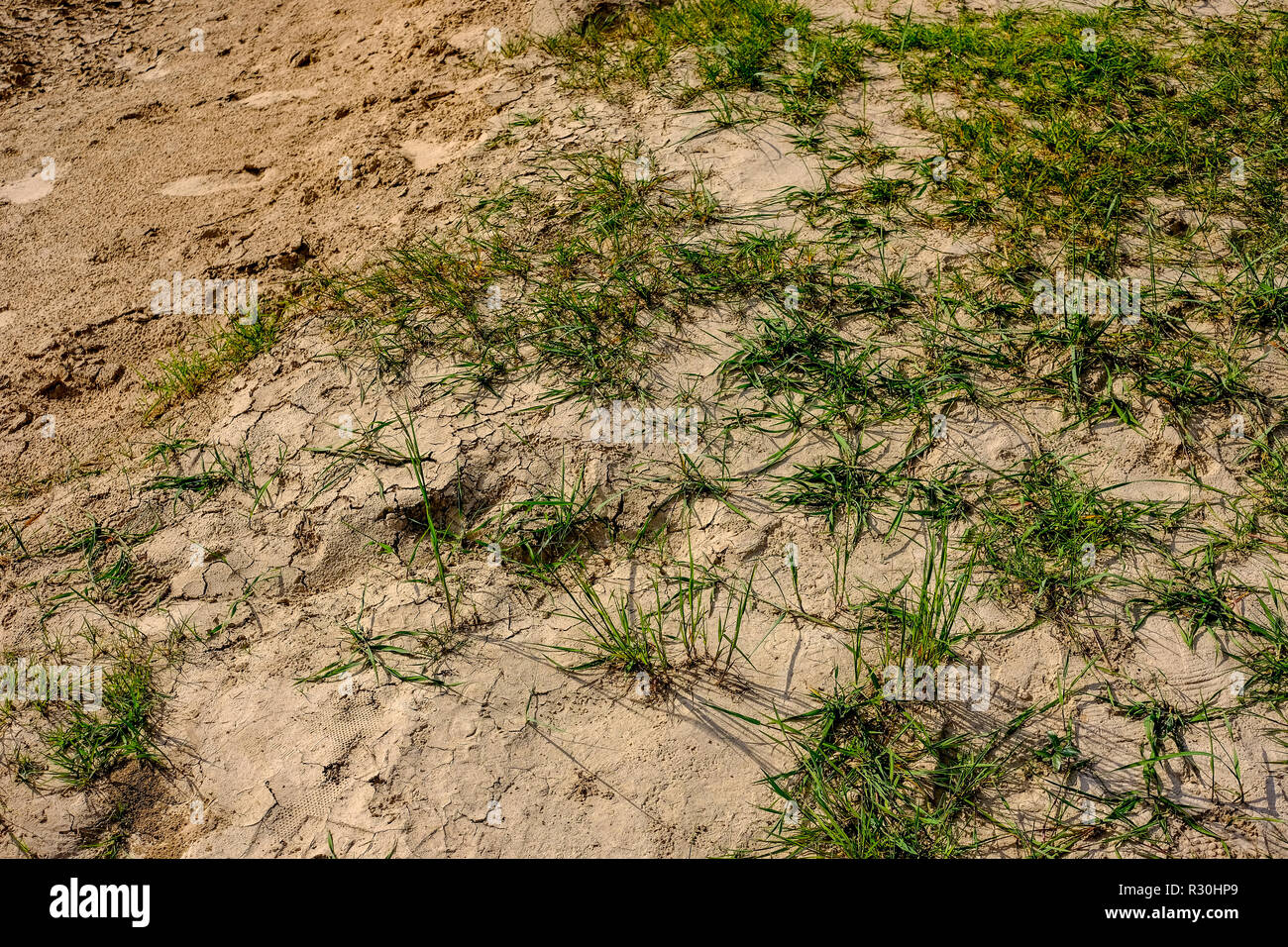 dry land texture with some green plants near water body Stock Photo - Alamy
