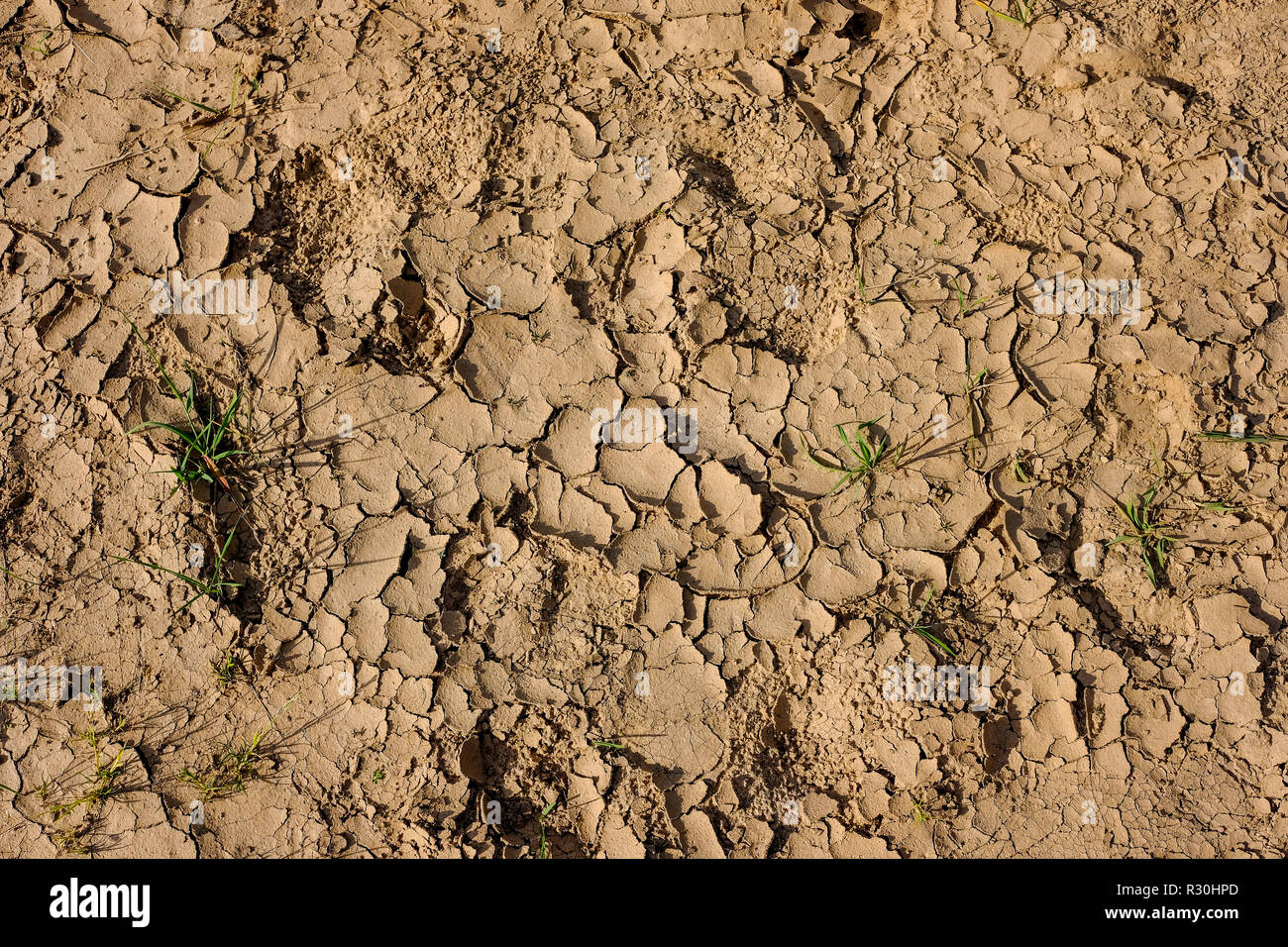 dry land texture with some green plants near water body Stock Photo - Alamy