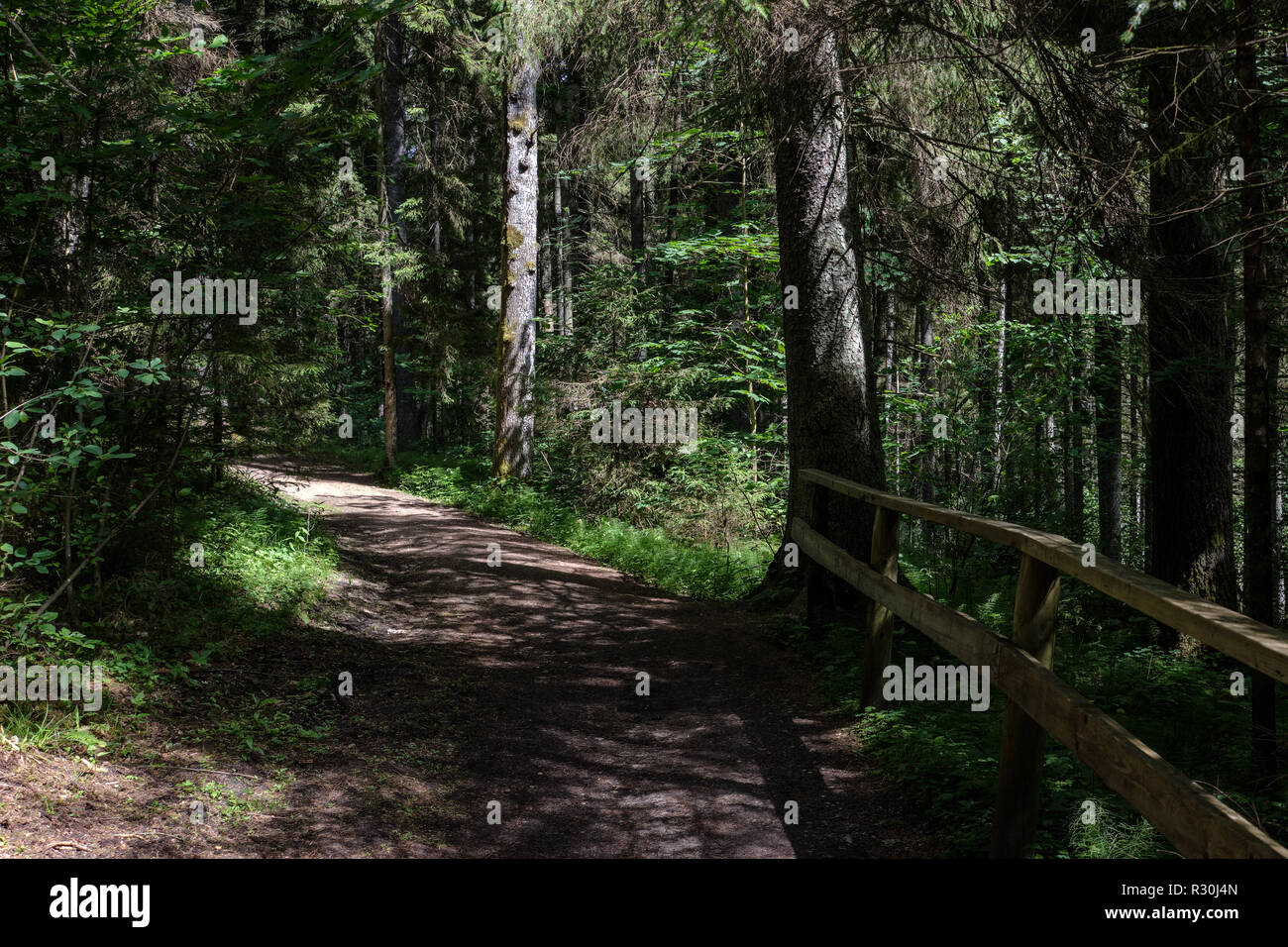 dirt road in clean pine tree forest with mud and green foliage around ...