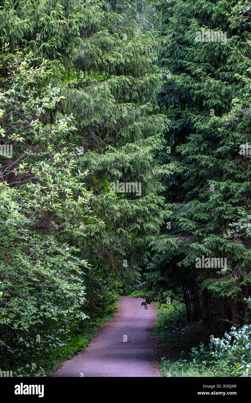 dirt road in clean pine tree forest with mud and green foliage around ...