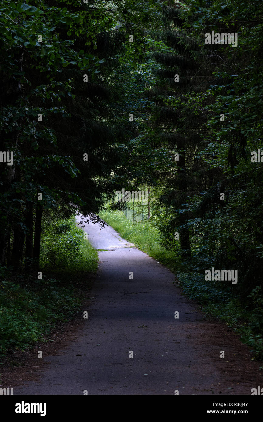 dirt road in clean pine tree forest with mud and green foliage around ...