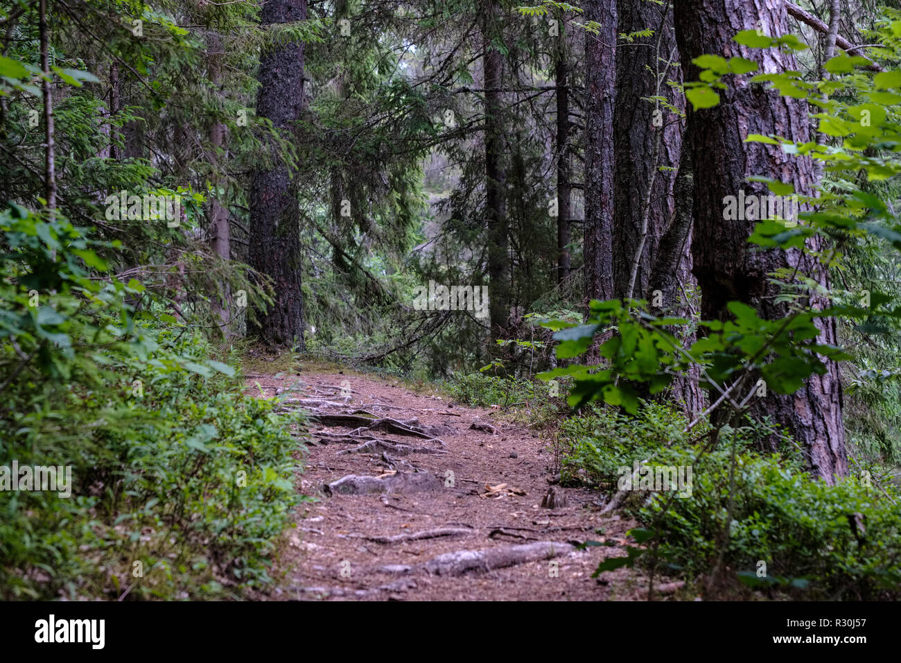 dirt road in clean pine tree forest with mud and green foliage around ...