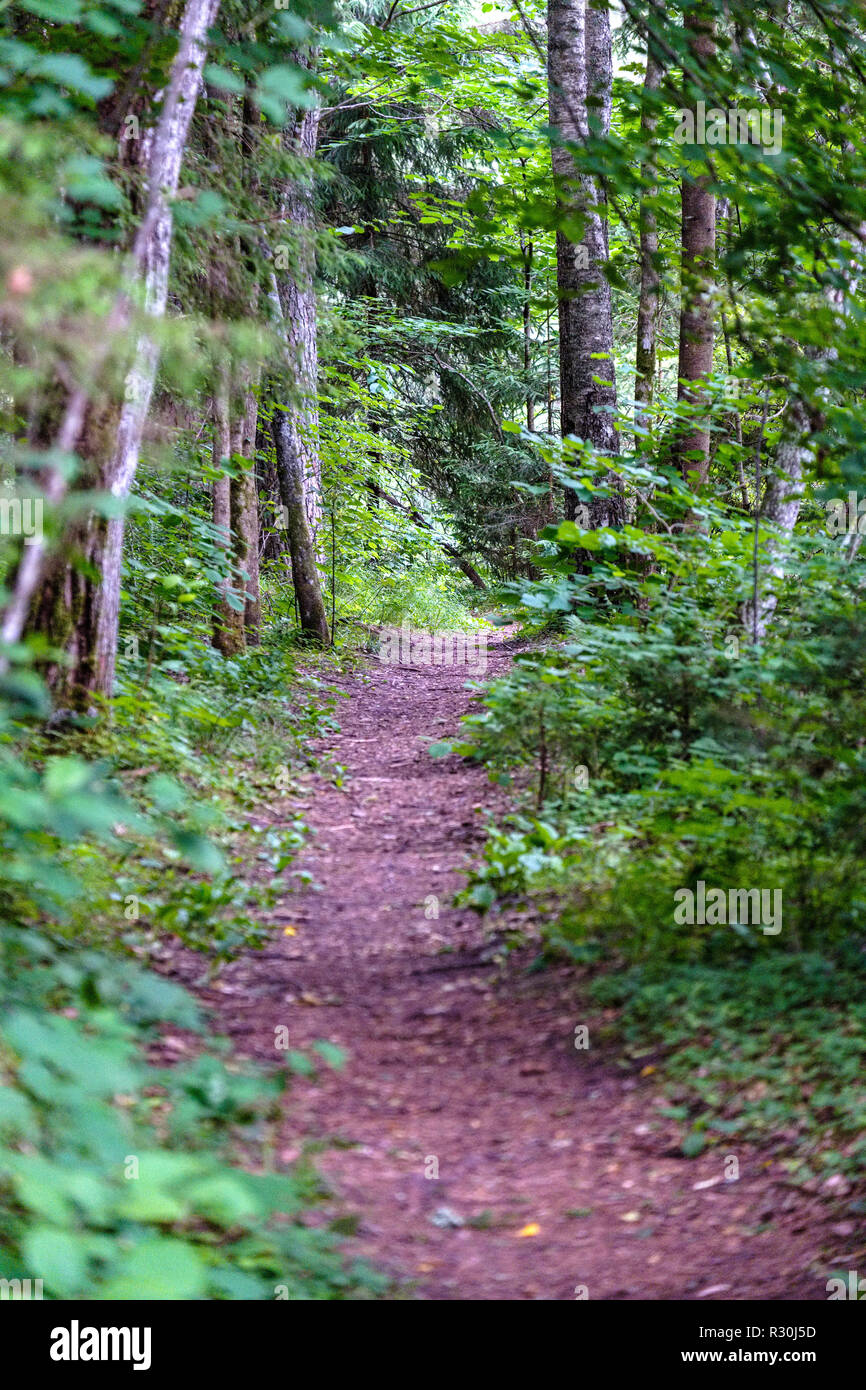dirt road in clean pine tree forest with mud and green foliage around ...