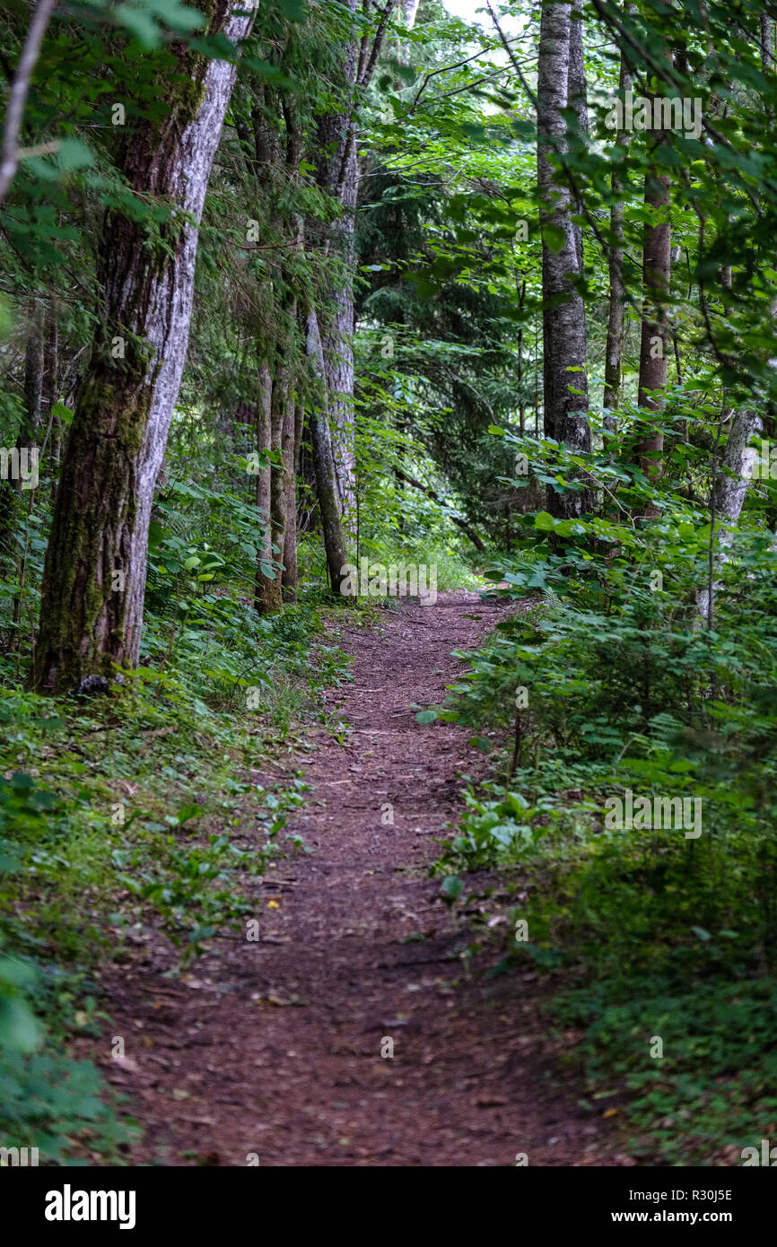 dirt road in clean pine tree forest with mud and green foliage around ...