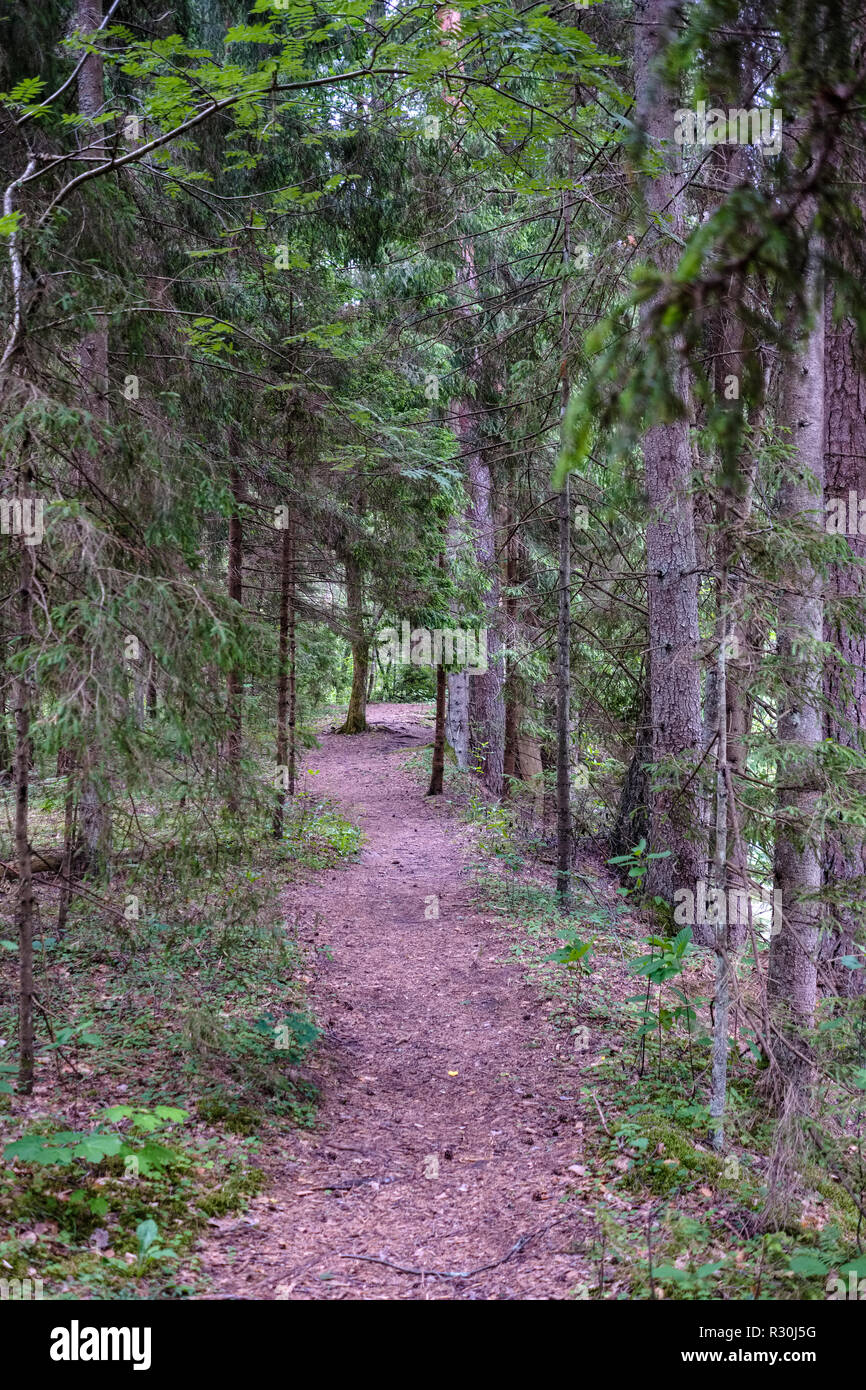 dirt road in clean pine tree forest with mud and green foliage around ...