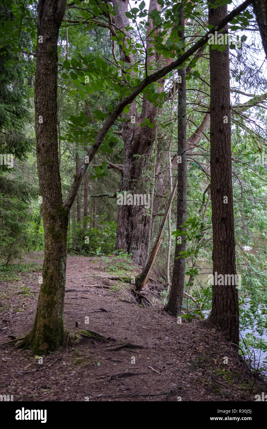 dirt road in clean pine tree forest with mud and green foliage around ...