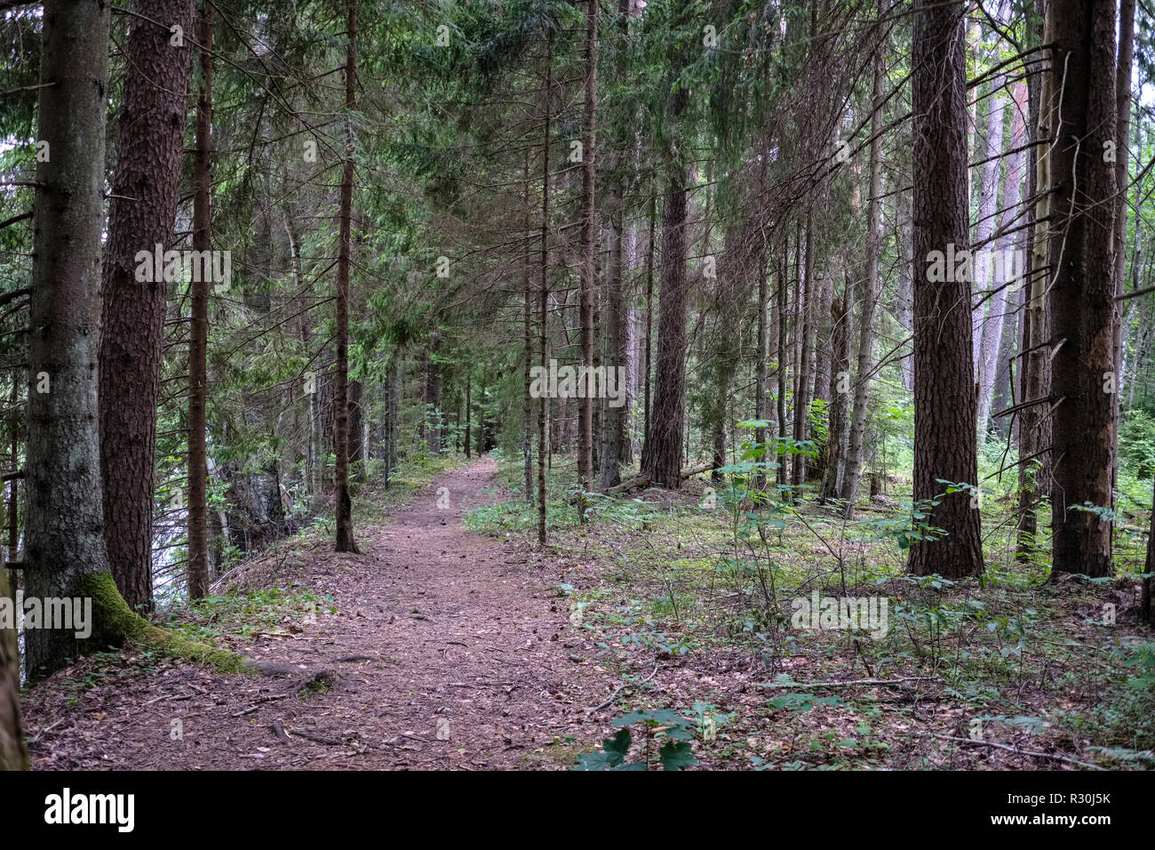 dirt road in clean pine tree forest with mud and green foliage around ...