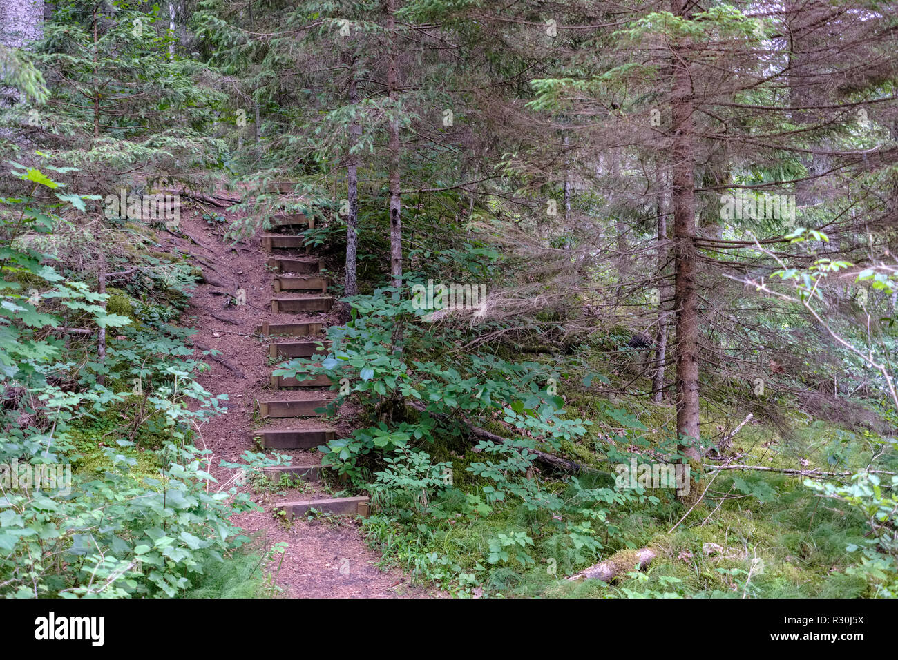 dirt road in clean pine tree forest with mud and green foliage around ...