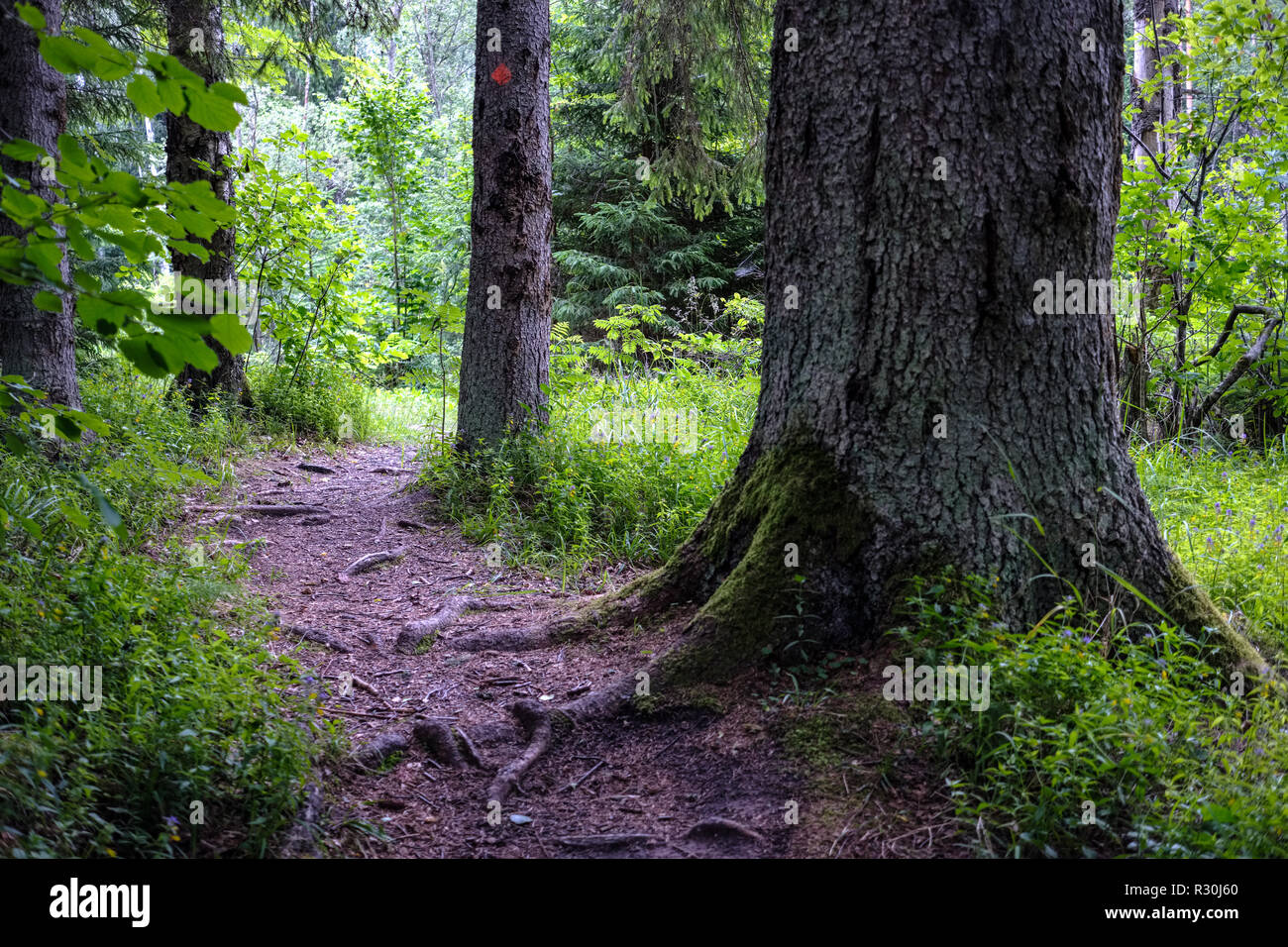 dirt road in clean pine tree forest with mud and green foliage around ...