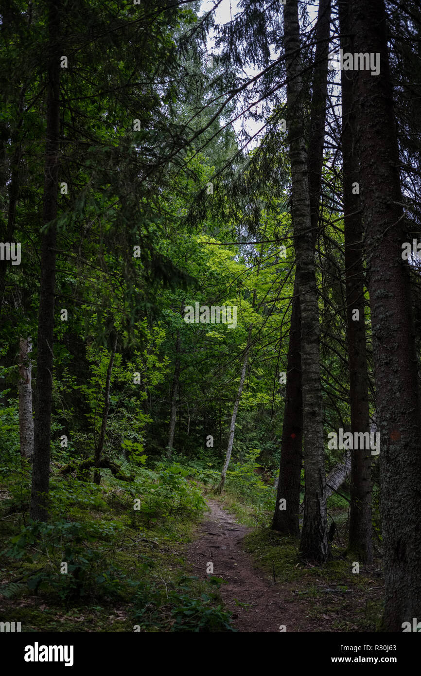 dirt road in clean pine tree forest with mud and green foliage around ...