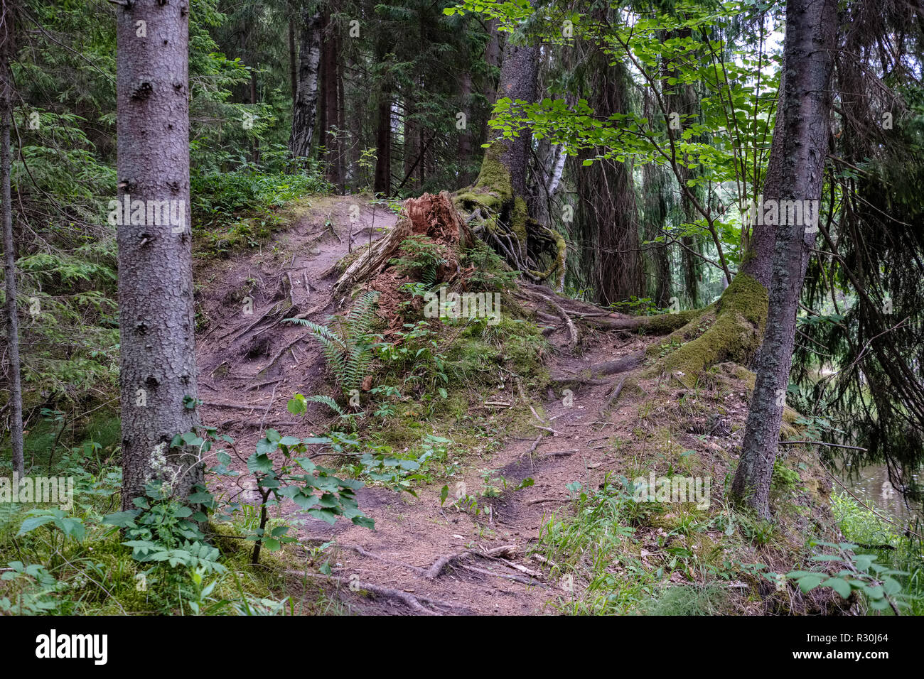 dirt road in clean pine tree forest with mud and green foliage around ...