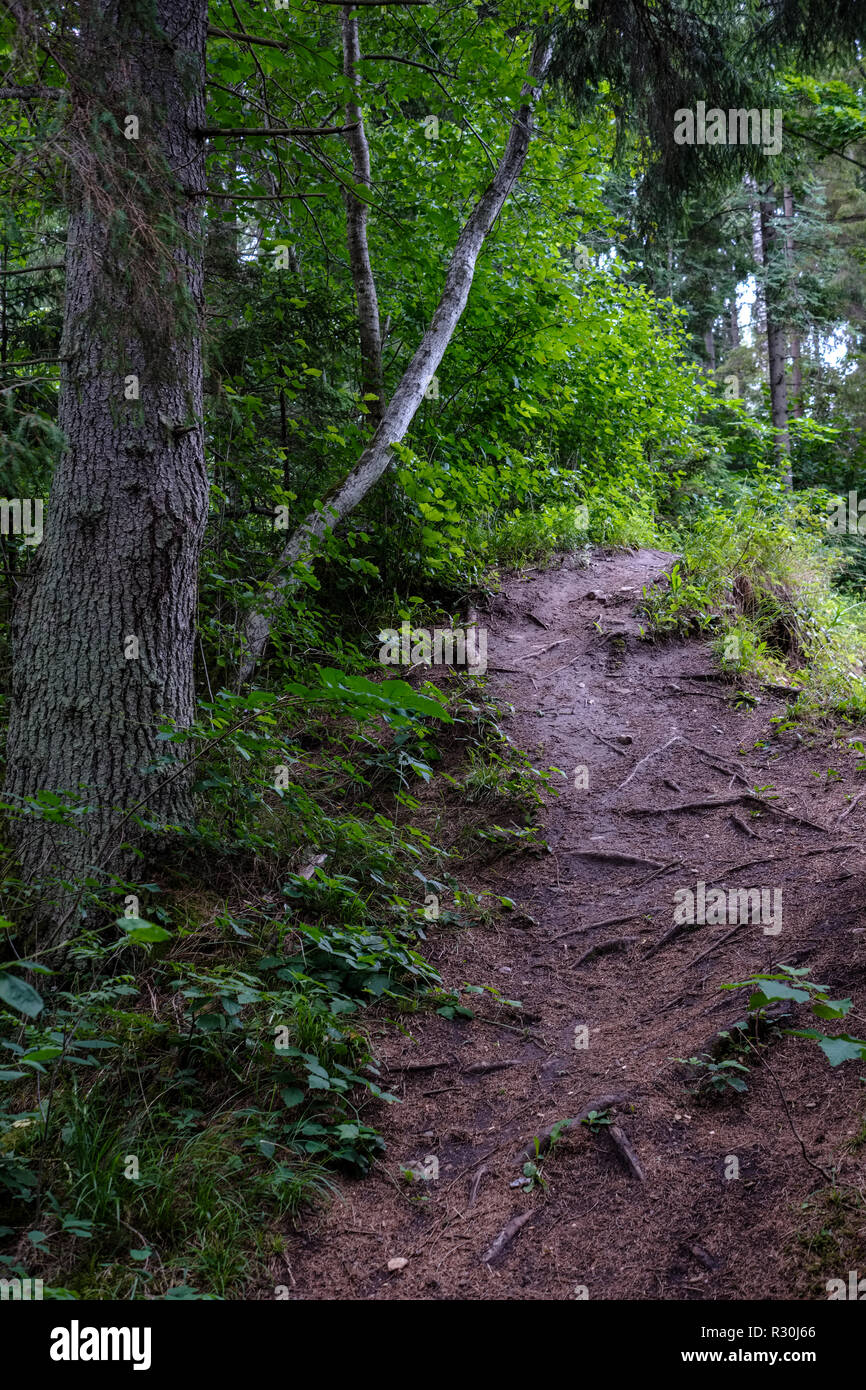 dirt road in clean pine tree forest with mud and green foliage around ...