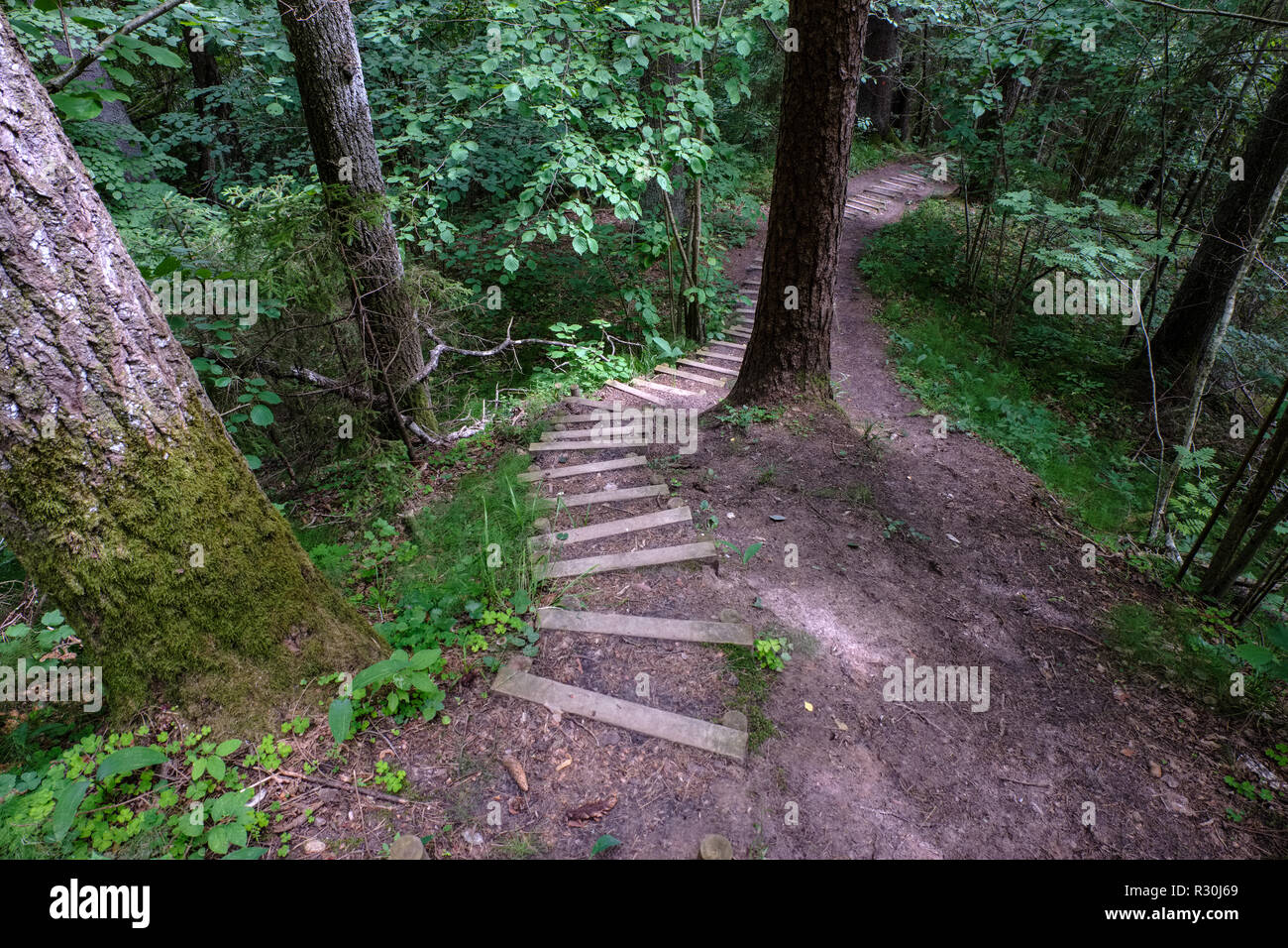 dirt road in clean pine tree forest with mud and green foliage around ...