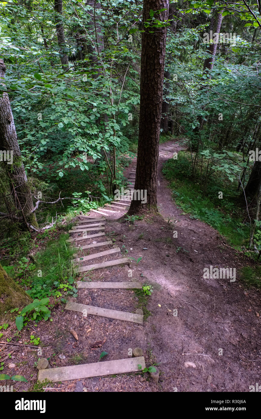 dirt road in clean pine tree forest with mud and green foliage around ...