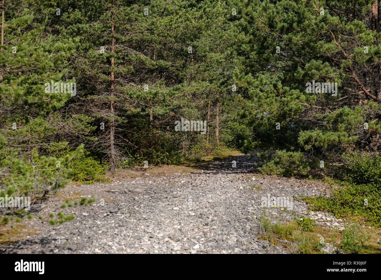 dirt road in clean pine tree forest with mud and green foliage around ...