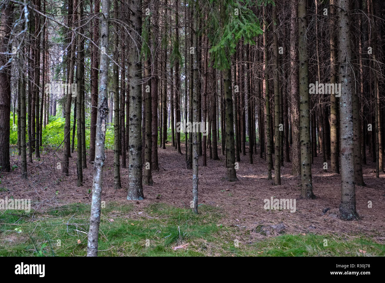 dirt road in clean pine tree forest with mud and green foliage around ...