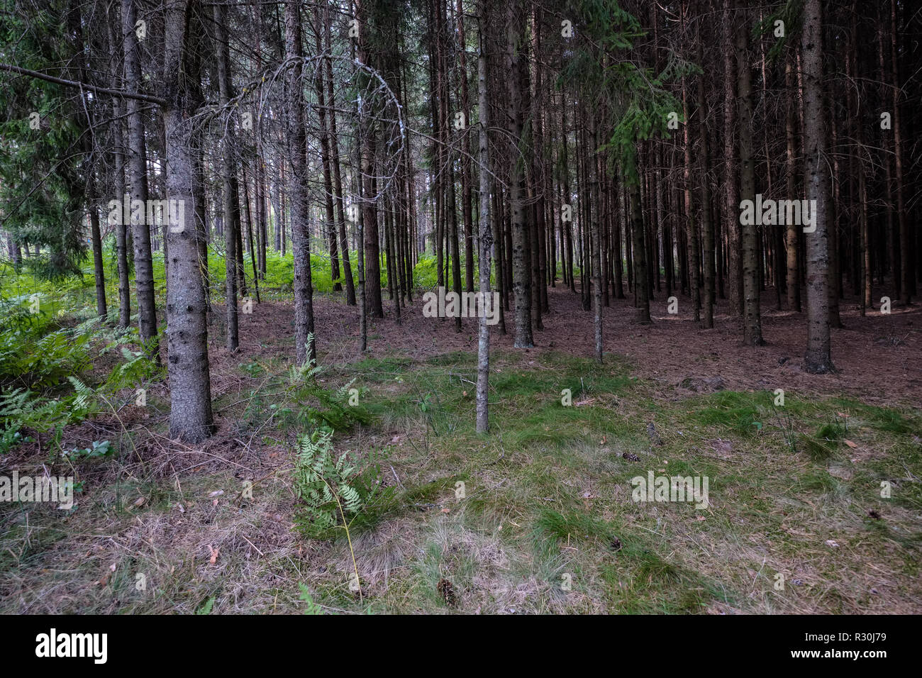 dirt road in clean pine tree forest with mud and green foliage around ...