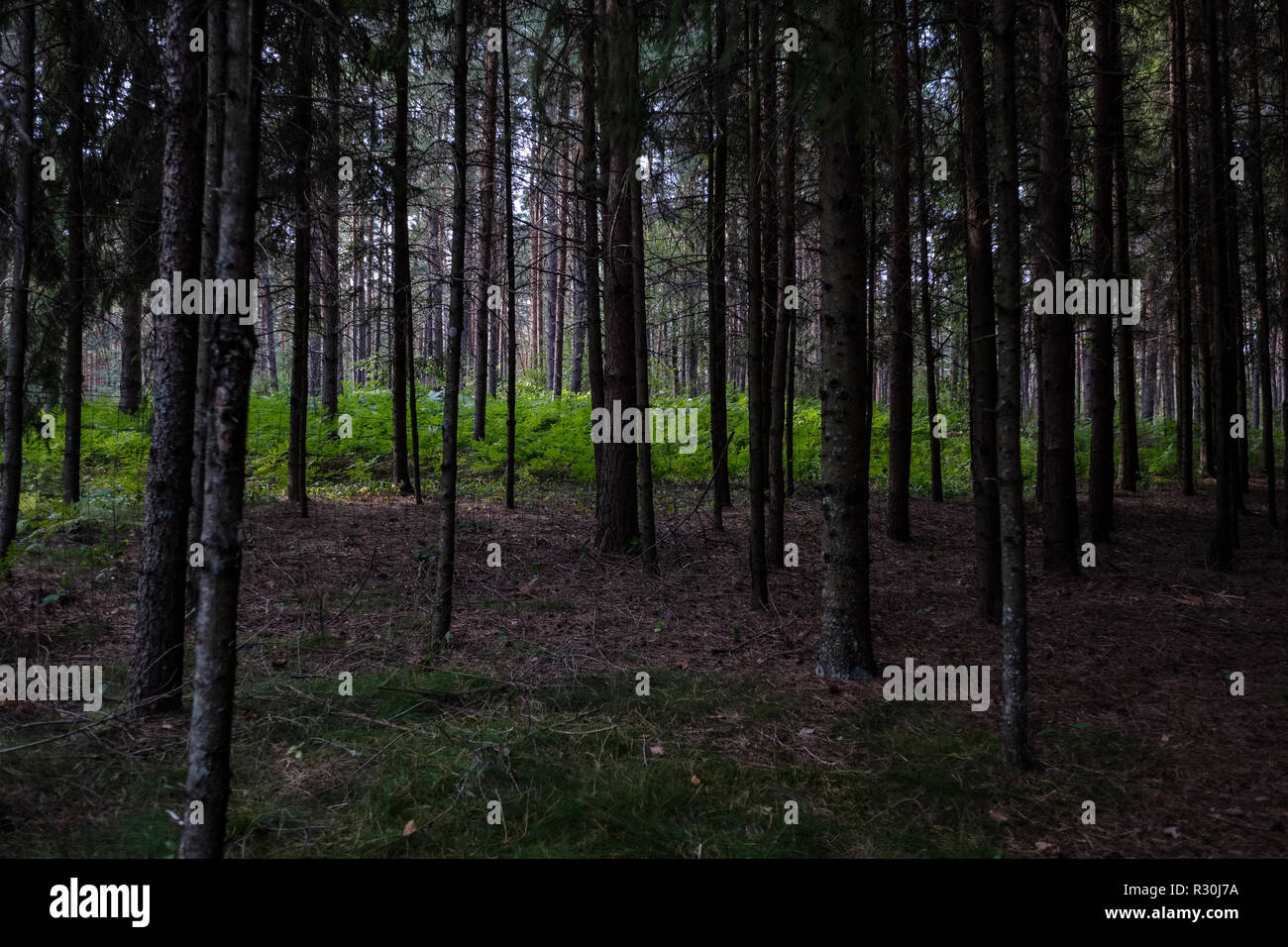 dirt road in clean pine tree forest with mud and green foliage around ...