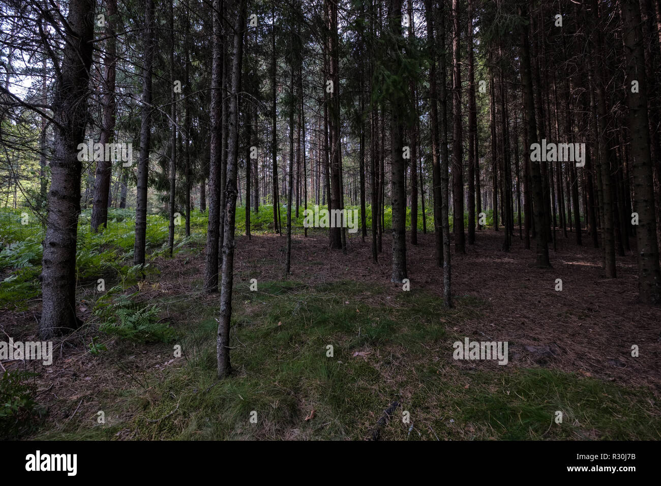 dirt road in clean pine tree forest with mud and green foliage around ...