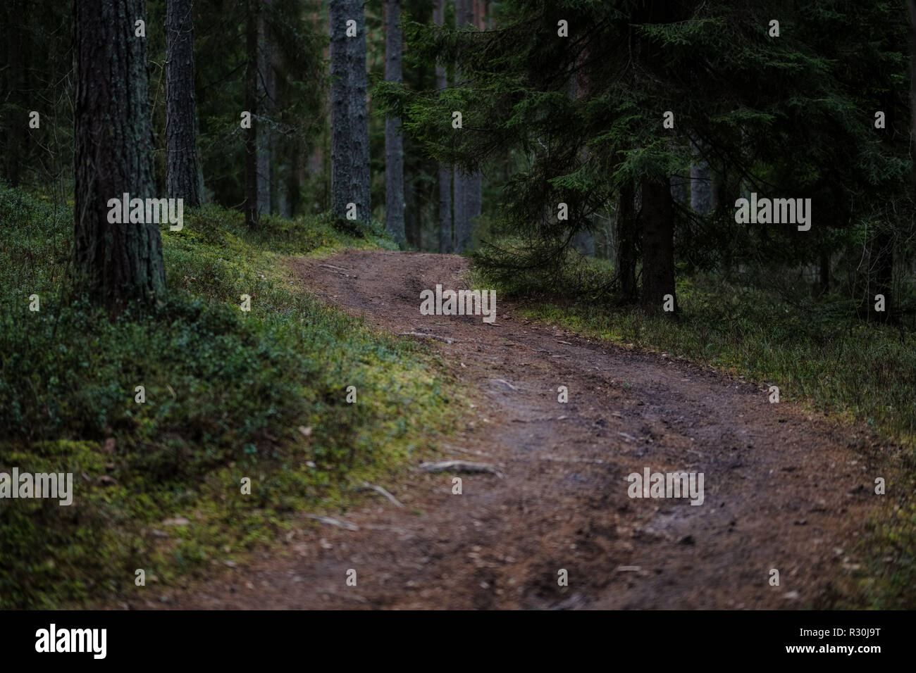 dirt road in clean pine tree forest with mud and green foliage around ...
