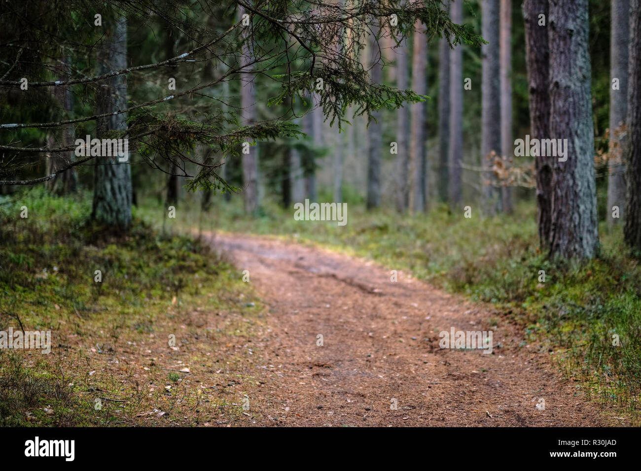 dirt road in clean pine tree forest with mud and green foliage around ...