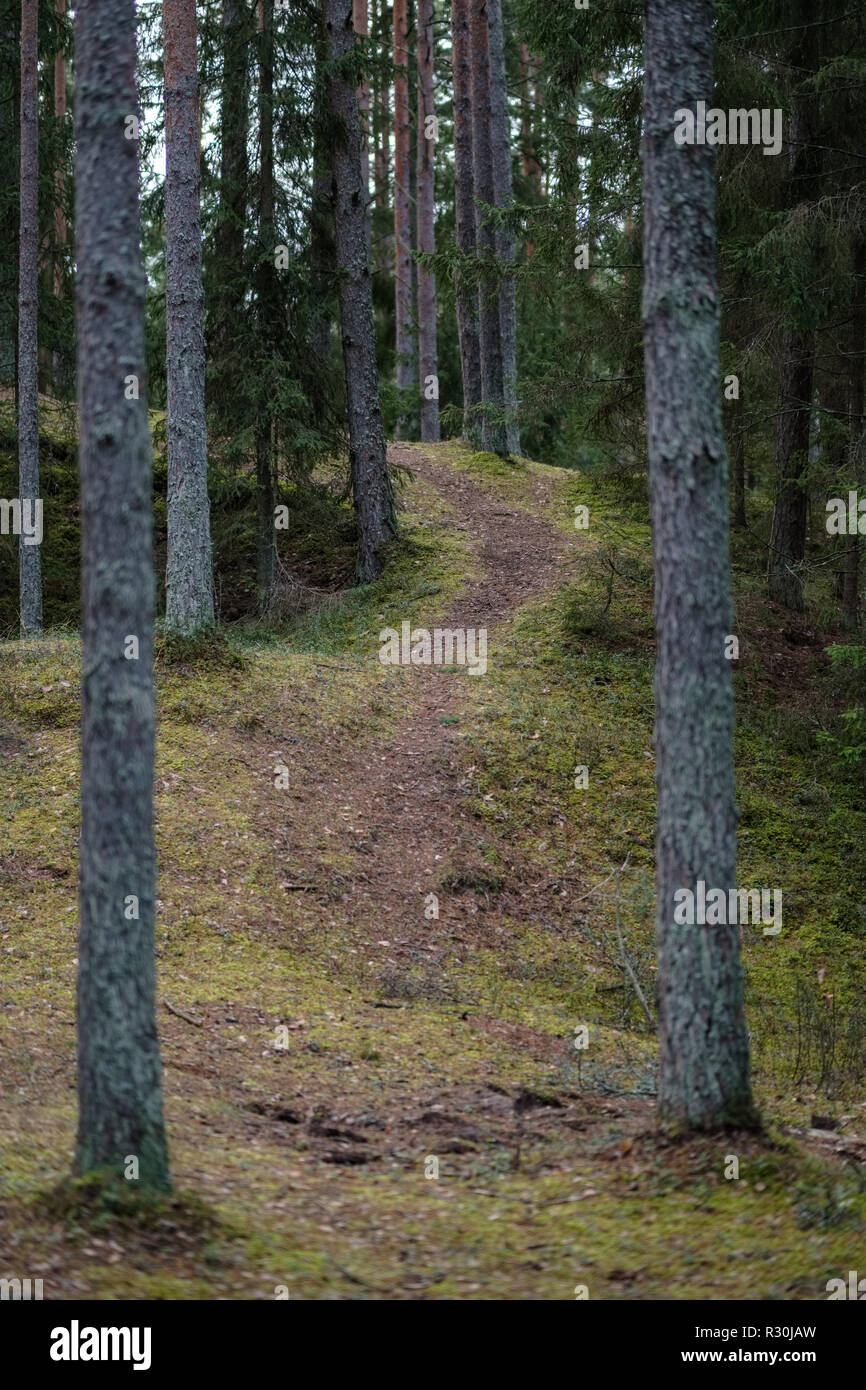 dirt road in clean pine tree forest with mud and green foliage around ...