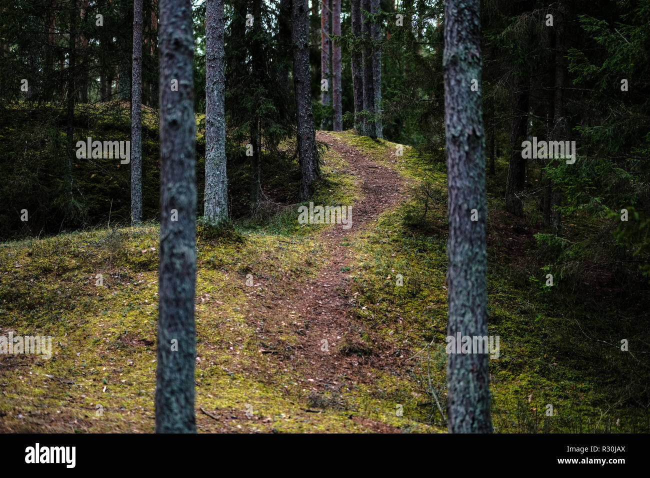 dirt road in clean pine tree forest with mud and green foliage around ...