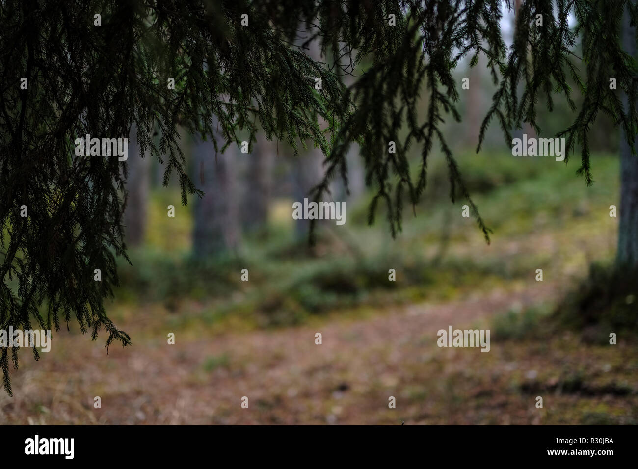 dirt road in clean pine tree forest with mud and green foliage around ...