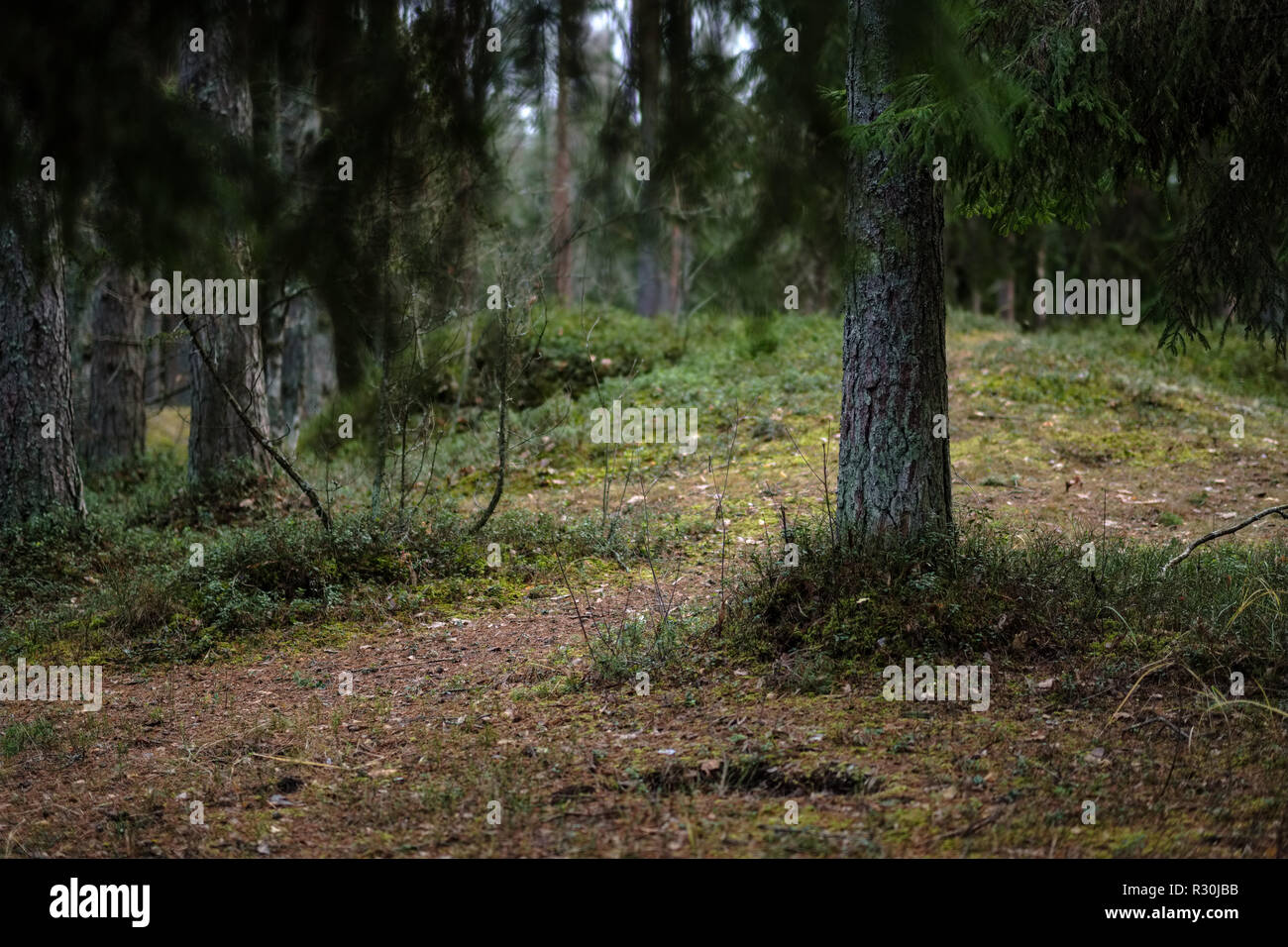 dirt road in clean pine tree forest with mud and green foliage around ...