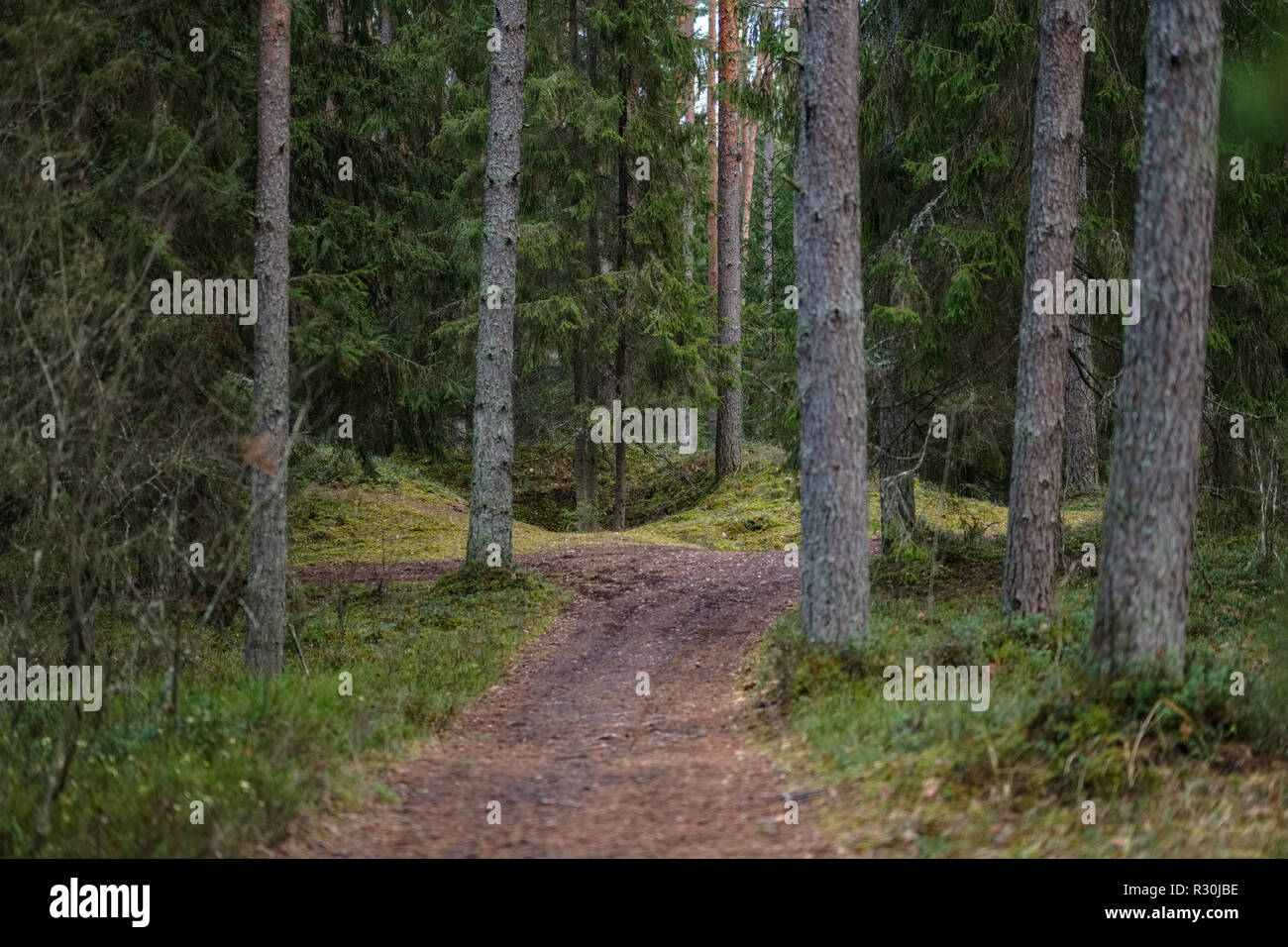 dirt road in clean pine tree forest with mud and green foliage around ...