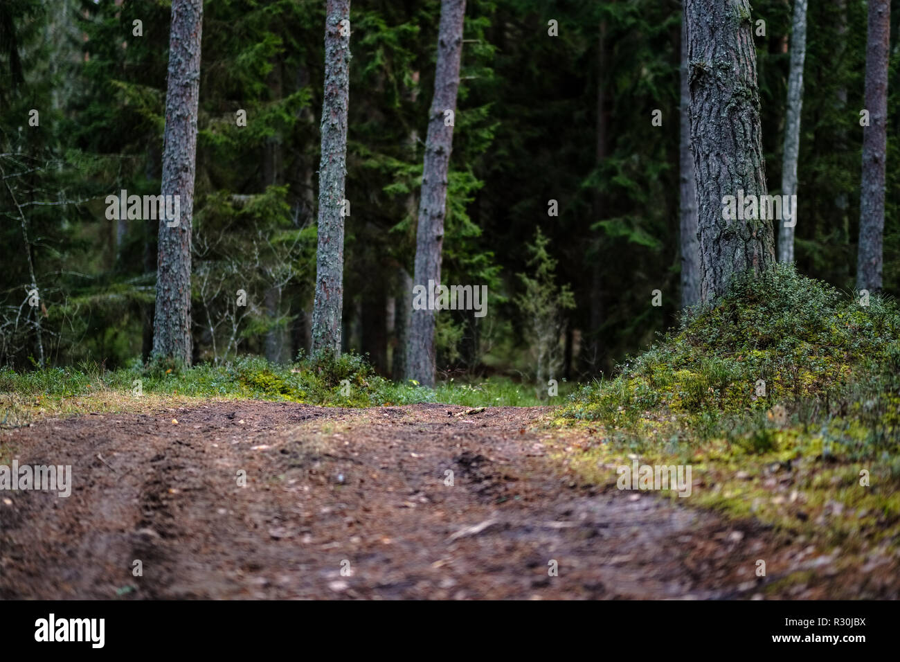 dirt road in clean pine tree forest with mud and green foliage around ...