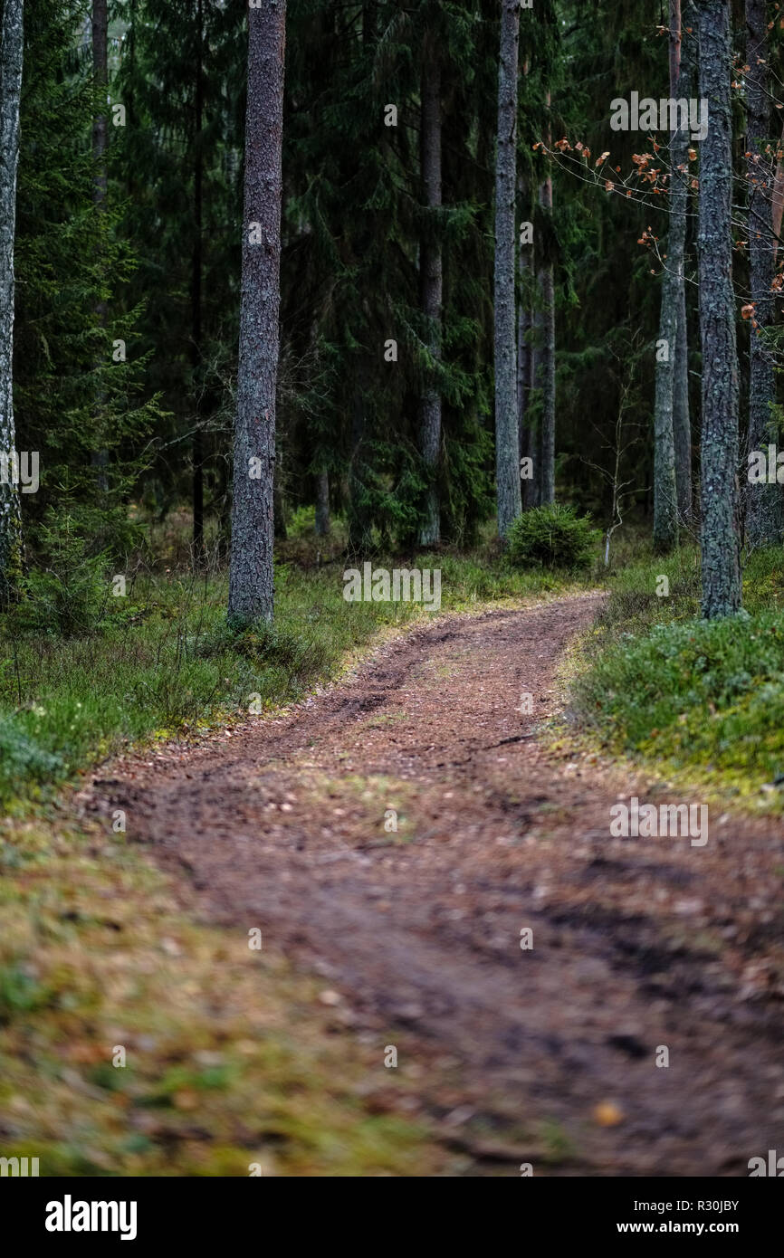 dirt road in clean pine tree forest with mud and green foliage around ...