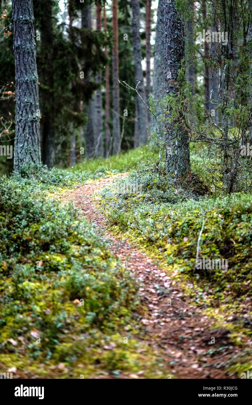 dirt road in clean pine tree forest with mud and green foliage around ...