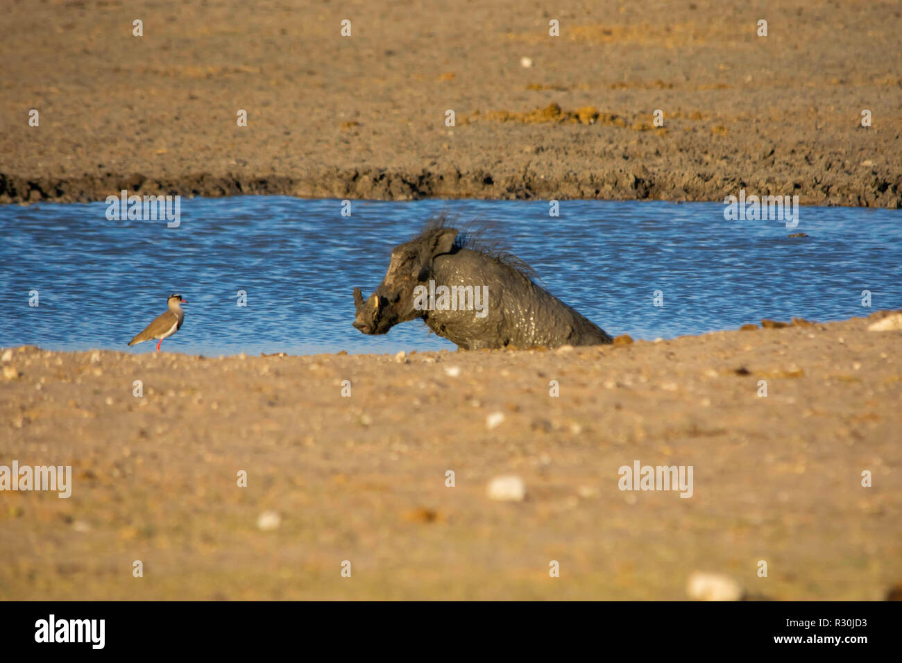 African water hog hi-res stock photography and images - Alamy