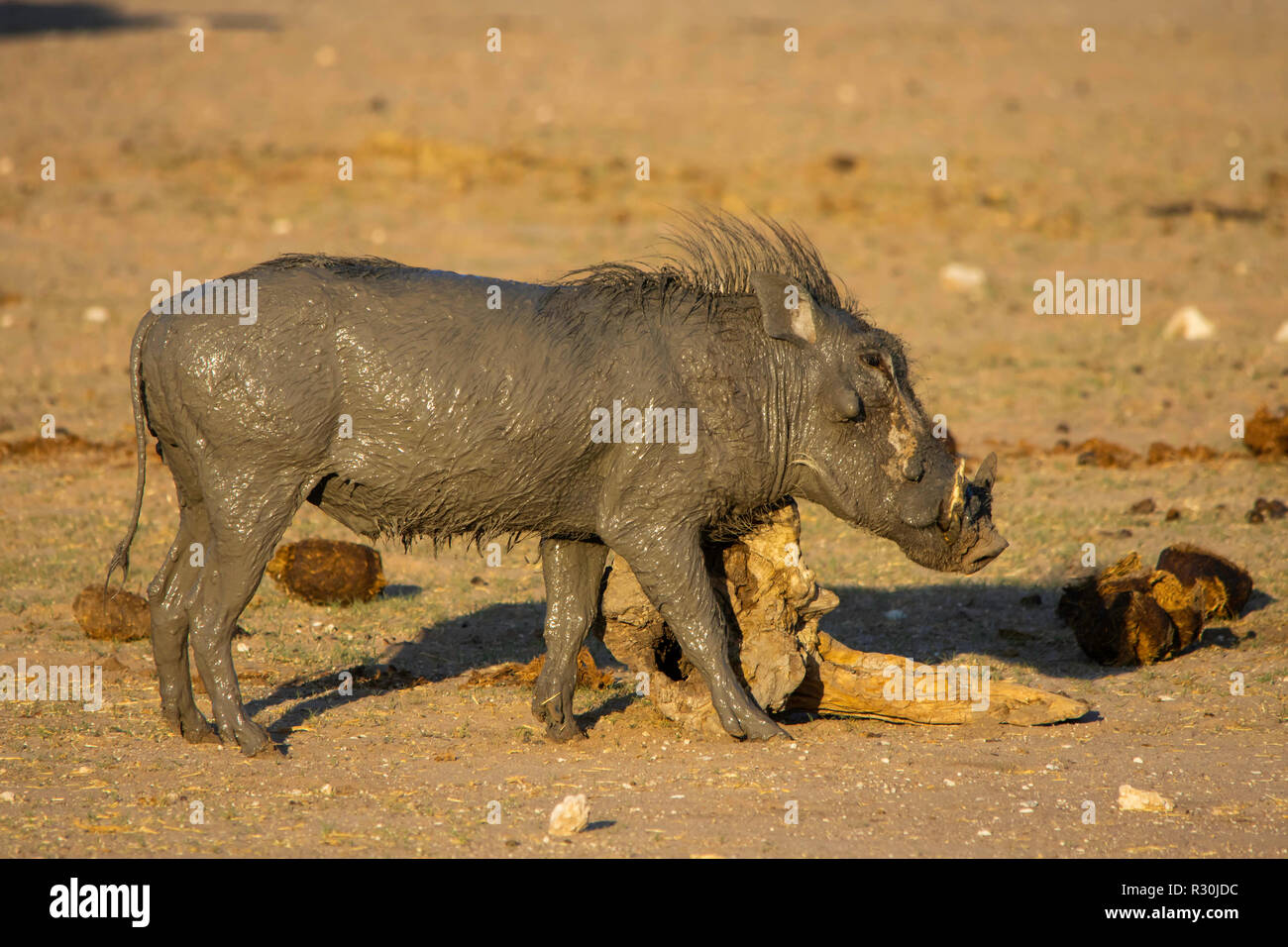 African water hog hi-res stock photography and images - Alamy