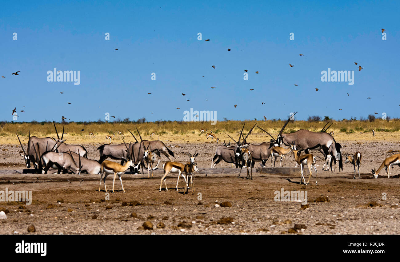 Springbok ears hi-res stock photography and images - Alamy
