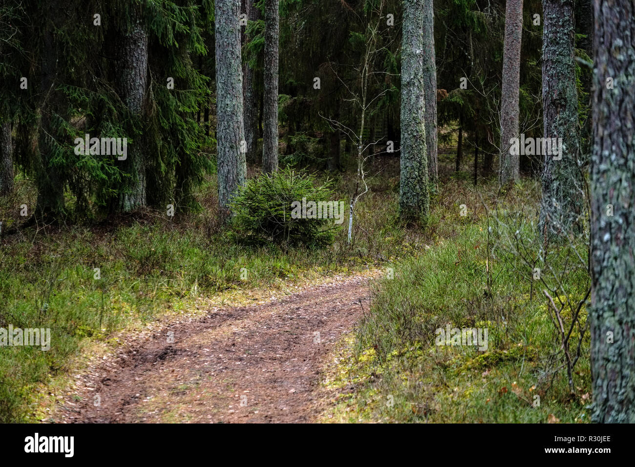 dirt road in clean pine tree forest with mud and green foliage around ...