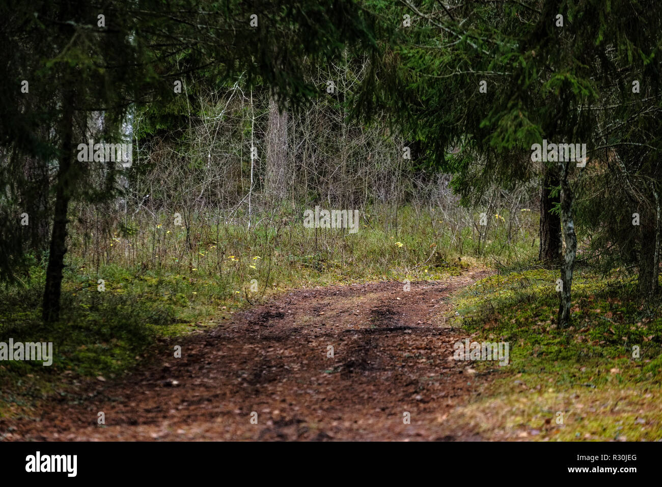 dirt road in clean pine tree forest with mud and green foliage around ...