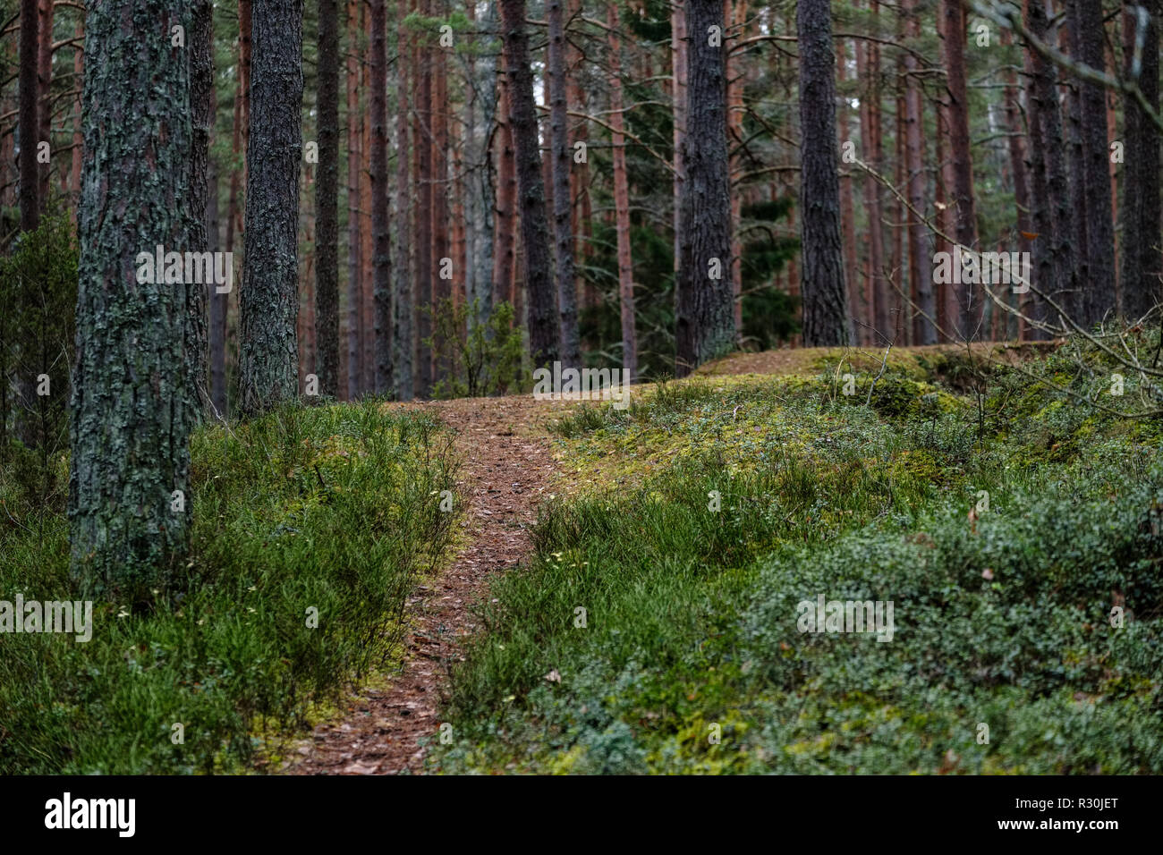 dirt road in clean pine tree forest with mud and green foliage around ...