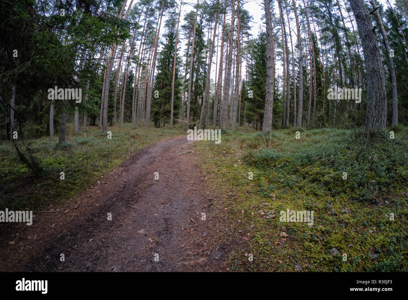dirt road in clean pine tree forest with mud and green foliage around ...