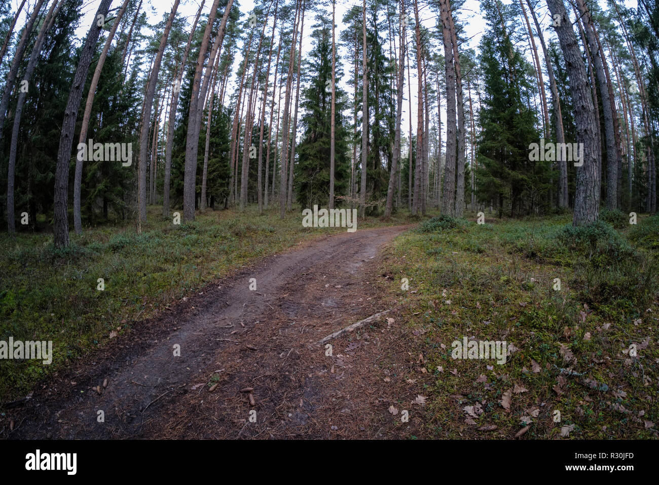 dirt road in clean pine tree forest with mud and green foliage around ...