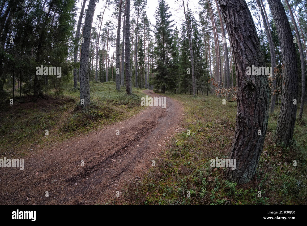 dirt road in clean pine tree forest with mud and green foliage around ...