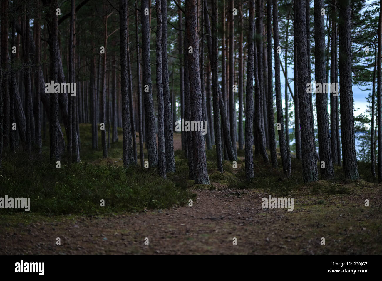 dirt road in clean pine tree forest with mud and green foliage around ...