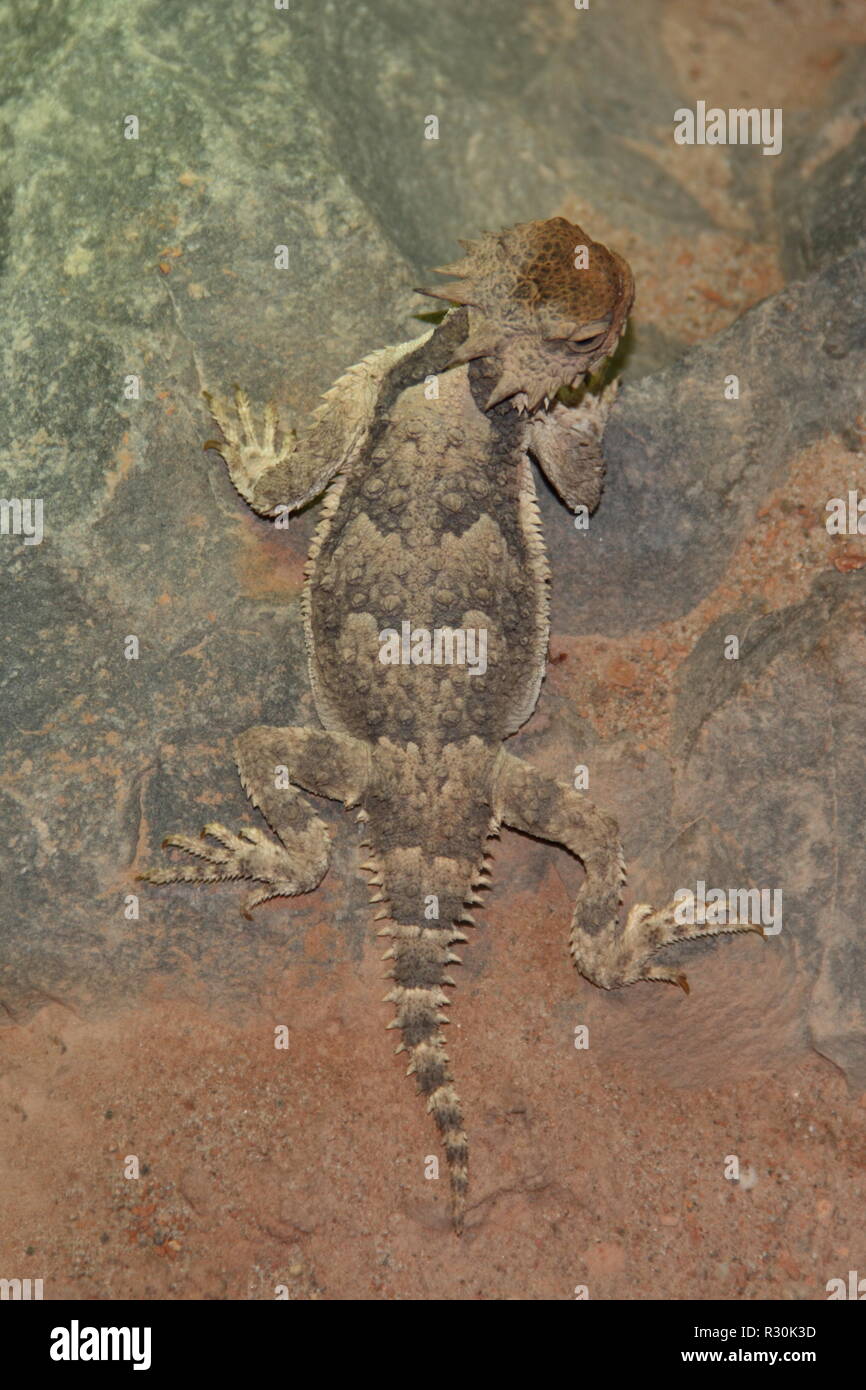 Dwarf bearded dragon hi-res stock photography and images - Alamy