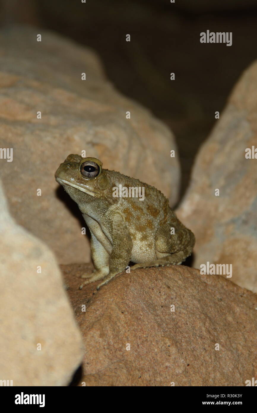 Toad hop hi-res stock photography and images - Alamy