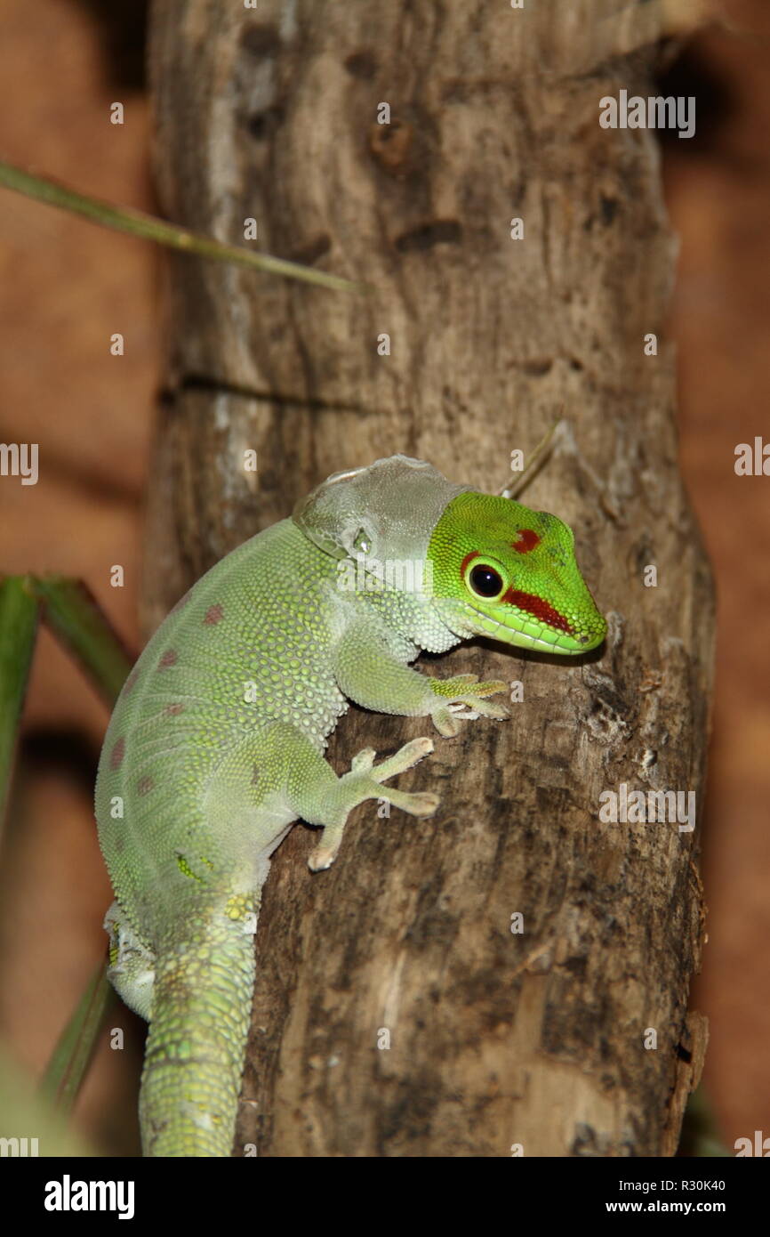 molting in gecko Stock Photo - Alamy